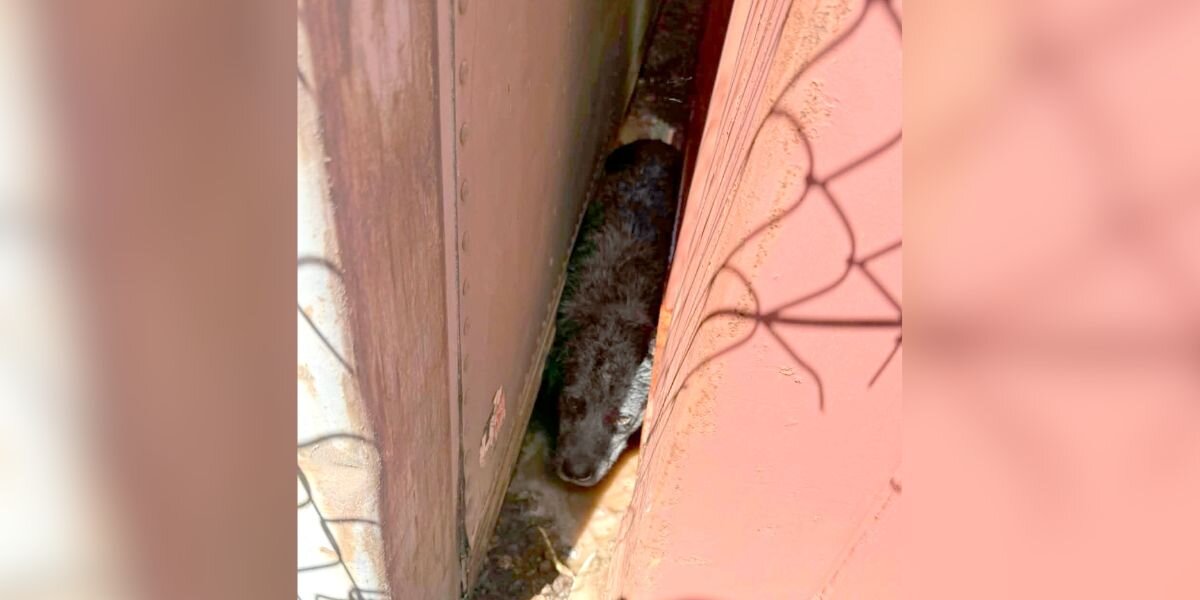 Rescuers Use Jaws Of Life To Save Dog Trapped Between Shipping ...