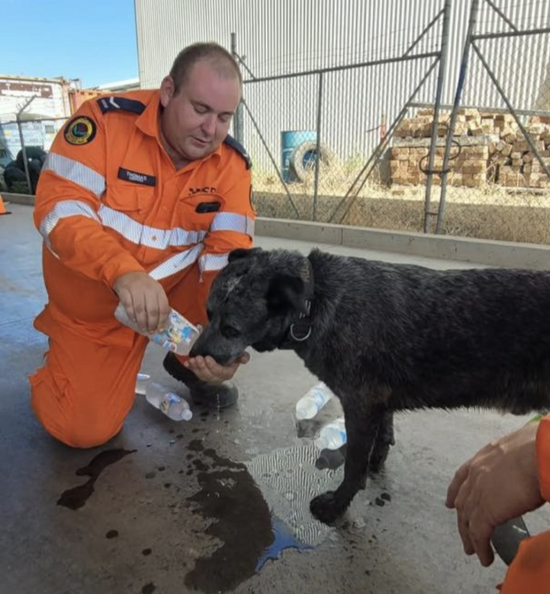 Rescuers Use Jaws Of Life To Save Dog Trapped Between Shipping ...