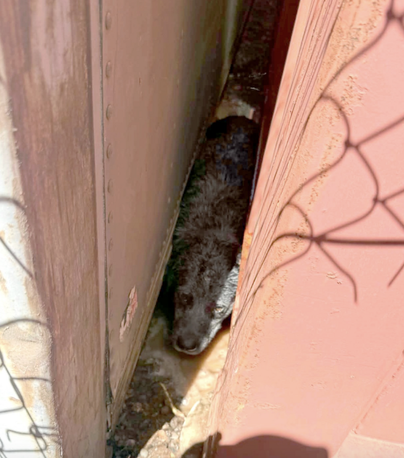 Rescuers Use Jaws Of Life To Save Dog Trapped Between Shipping ...