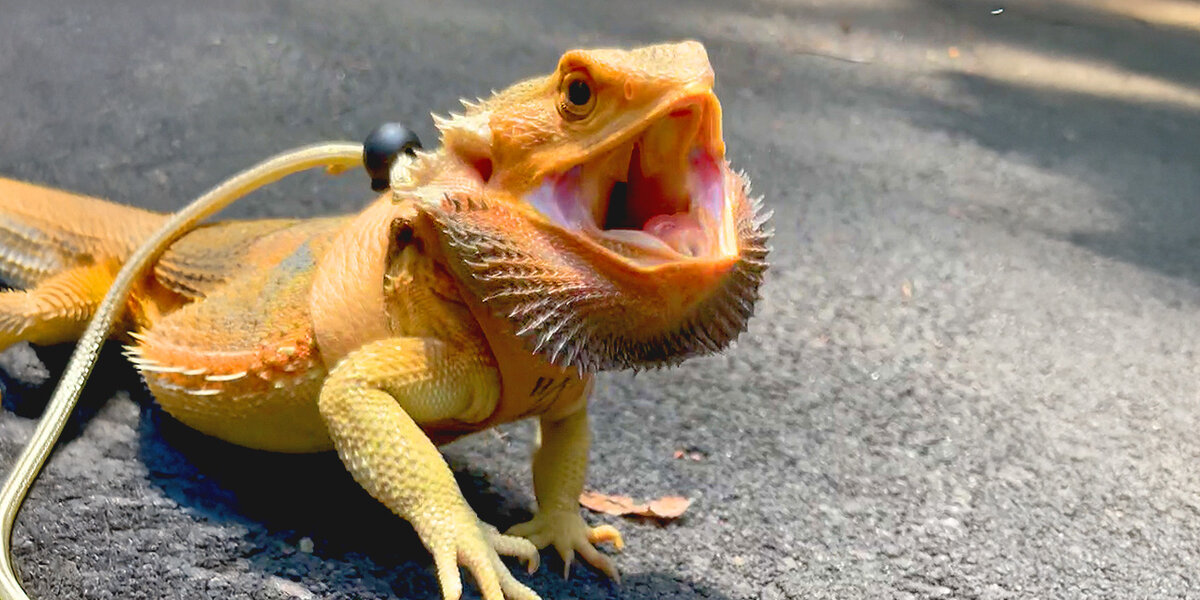 Lizard Loves To Go On Walks With Mom Around The Neighborhood - Videos ...
