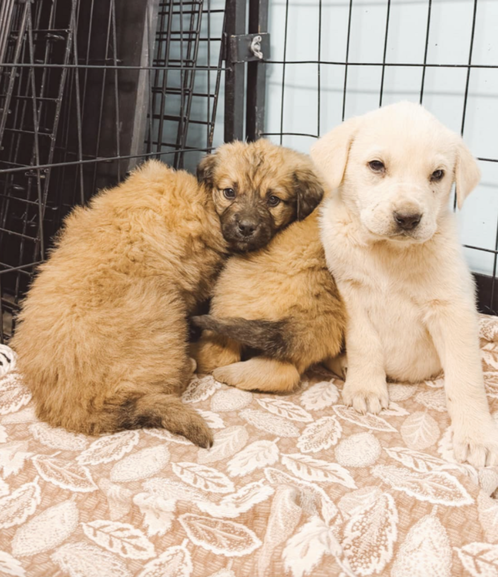 A Snowstorm Was About To Hit — Then They Found A Pile Of Tiny Puppies ...
