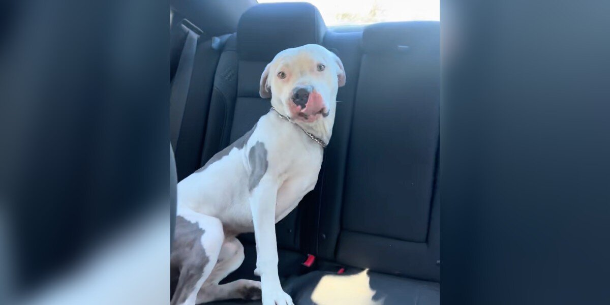 Tripod Pittie Leaps Into Woman's Car And Chooses Her To Solve His ...