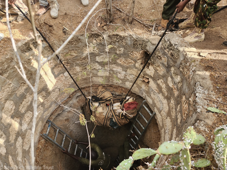 Rescuers Peer Into 15-Foot Pit — And Find Majestic Animal Trapped At ...