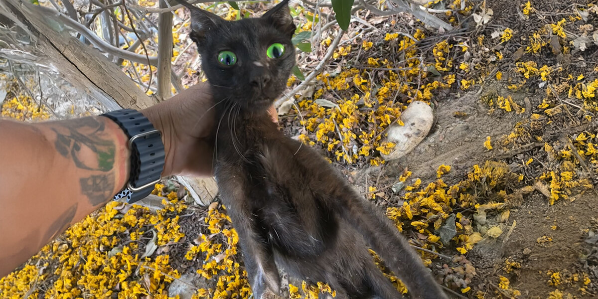 “Rotting” Three Legged Cat Has The Most Inspiring Glow-Up - Videos ...