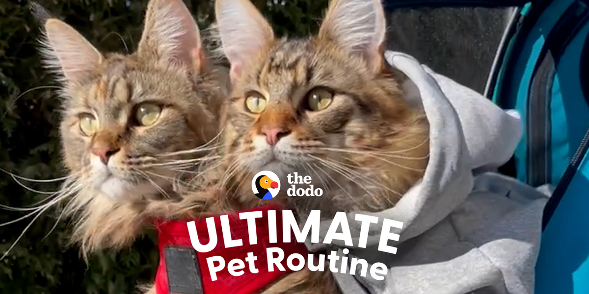 Cats Won't Let Family Leave The House Without Them - Videos - The Dodo