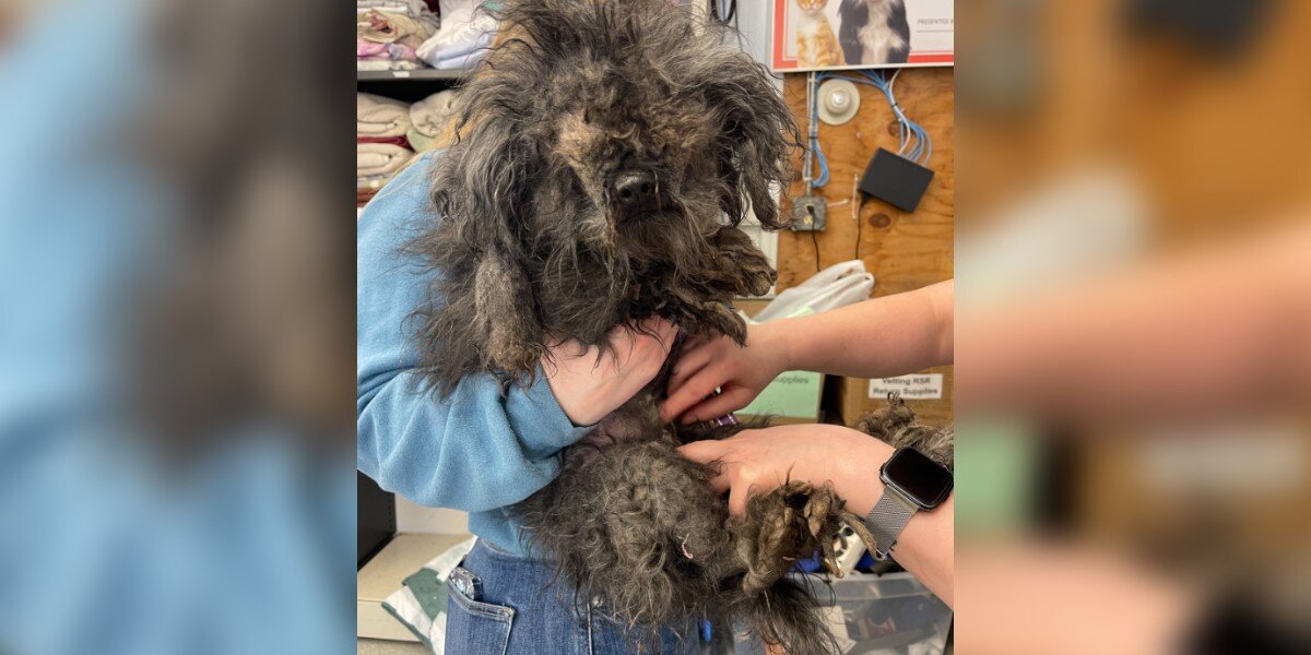 Matted Dog's First Haircut Ever Reveals A Surprising Fact About Her ...