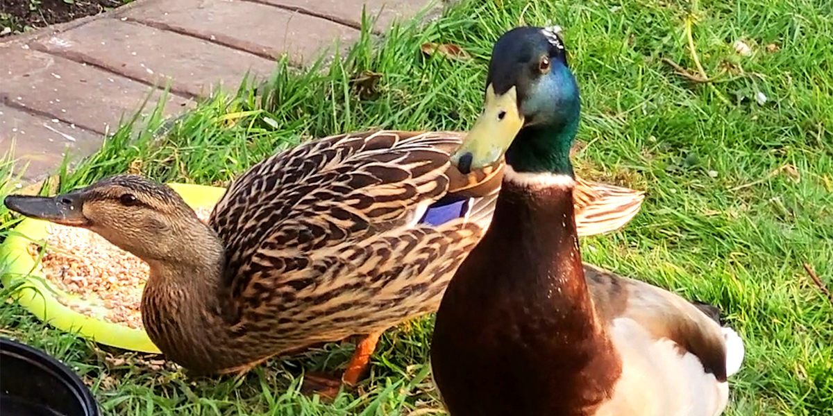 Family's New House Comes With A Bunch Of Ducks - Videos - The Dodo