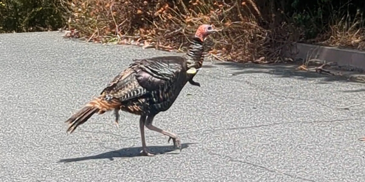 Wild Turkey Found With An Arrow Sticking Out of Her Chest - Videos ...