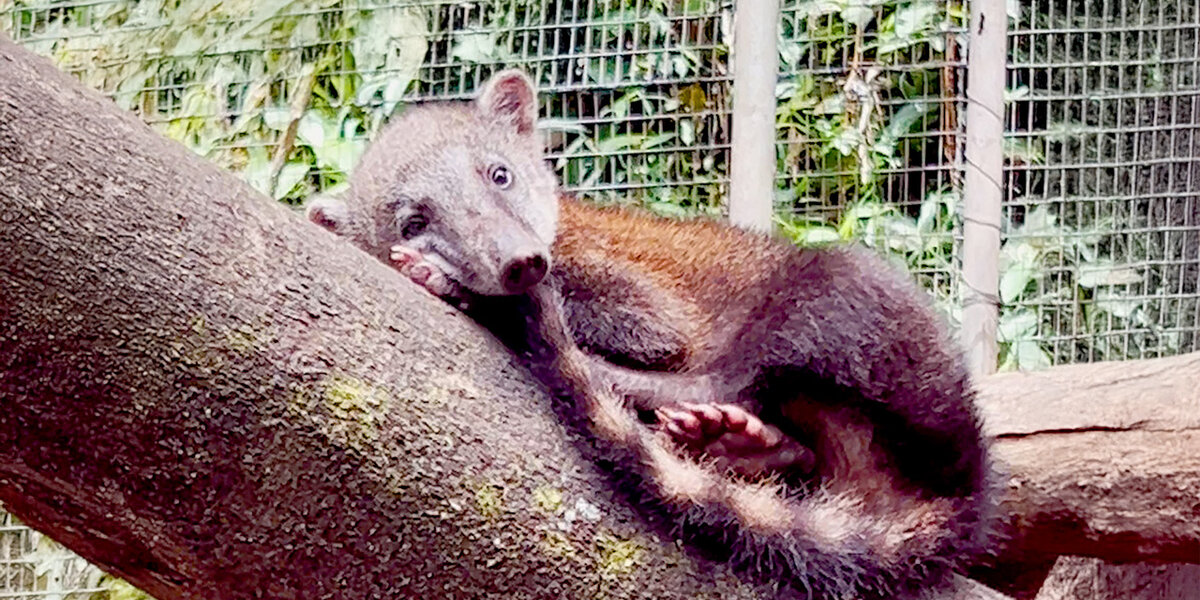 Rare Animals Raised As Pets Learn How To Be Wild - Videos - The Dodo