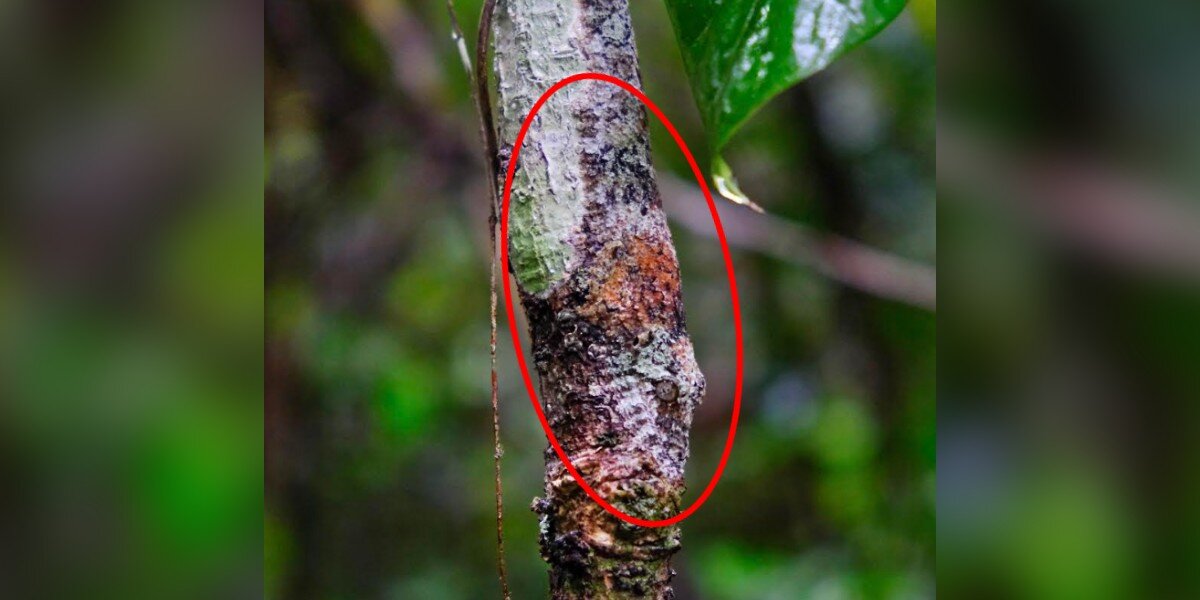 Hiker Stares At Tree For 5 Minutes Trying To Find Animal Hiding In ...