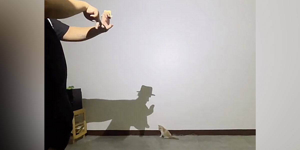 Kitten's Mind Is Completely Blown When His Dad Starts Making Shadow ...