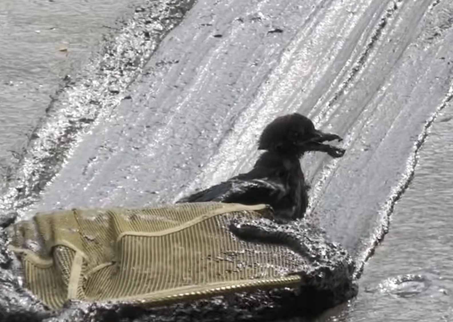 Bird Drowning In Thick Mud Reveals Stunning Blue Feathers Upon Rescue ...