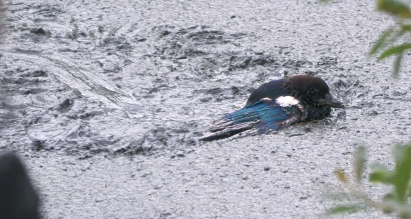 Bird Drowning In Thick Mud Reveals Stunning Blue Feathers Upon Rescue ...