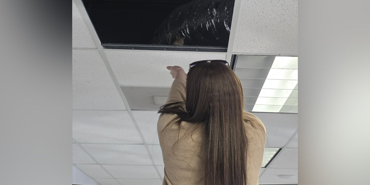 Car Dealership Staff Hear Scratching In Ceiling — Then Reunite A Baby ...