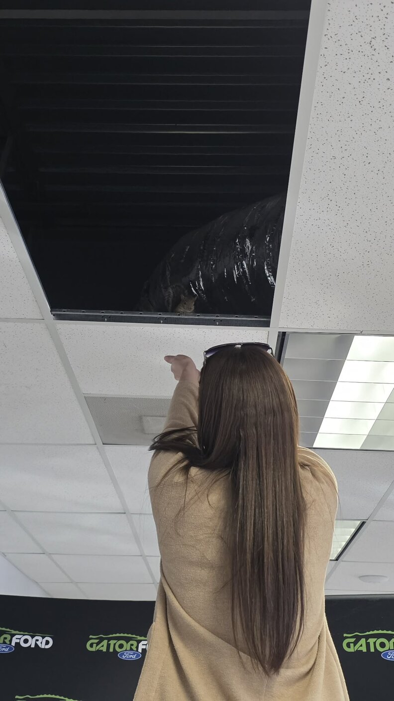 Car Dealership Staff Hear Scratching In Ceiling — Then Reunite A Baby ...