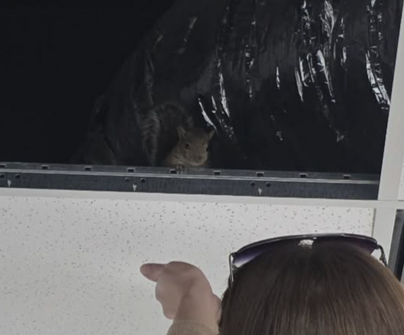 Car Dealership Staff Hear Scratching In Ceiling — Then Reunite A Baby ...