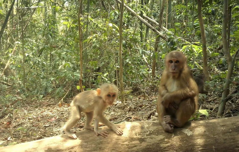 They Set Up Cameras In A Remote Mountain Range And Found The World's ...