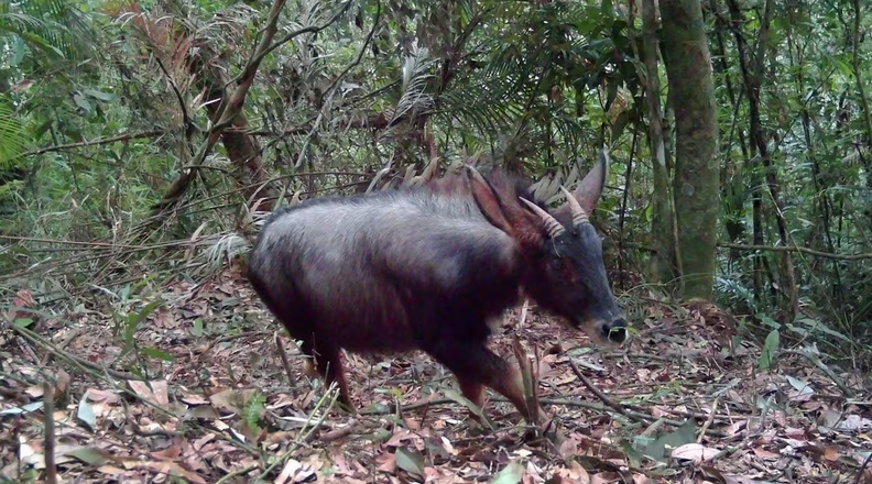 They Set Up Cameras In A Remote Mountain Range And Found The World's ...