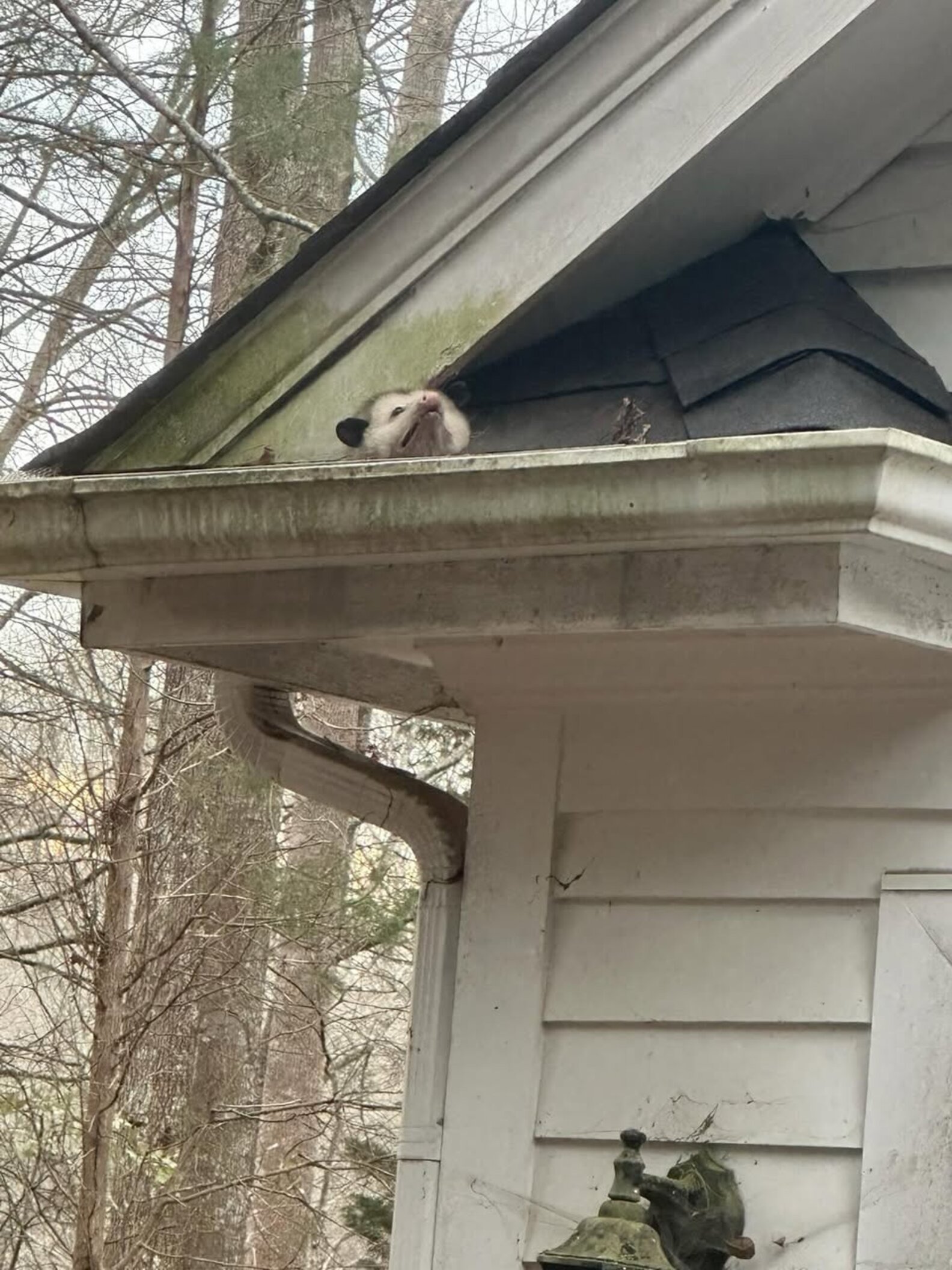 Homeowners Find An Opossum Stuck In Their Roof — Then Save An Entire ...