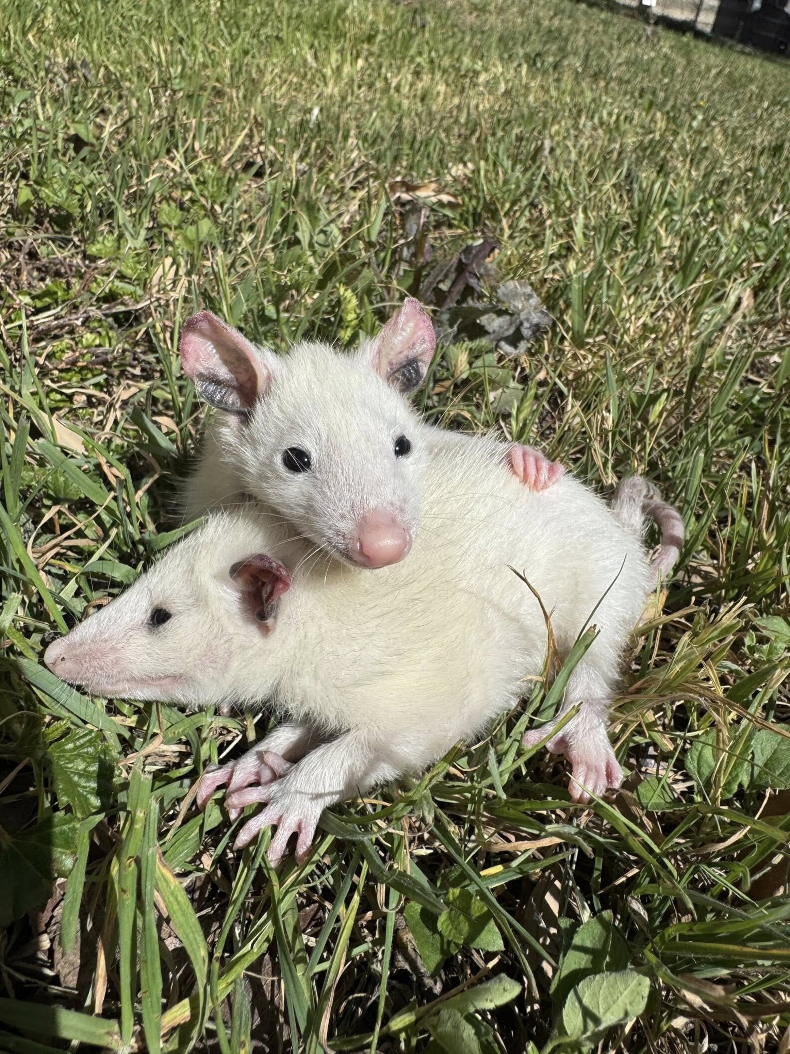 Rescuers Take In Two Tiny Opossums — Then Realize They’re Both ...