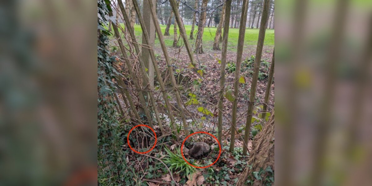Dad On A Stroll Sees Puffballs Caught In Barbed Wire Fence And Runs For ...