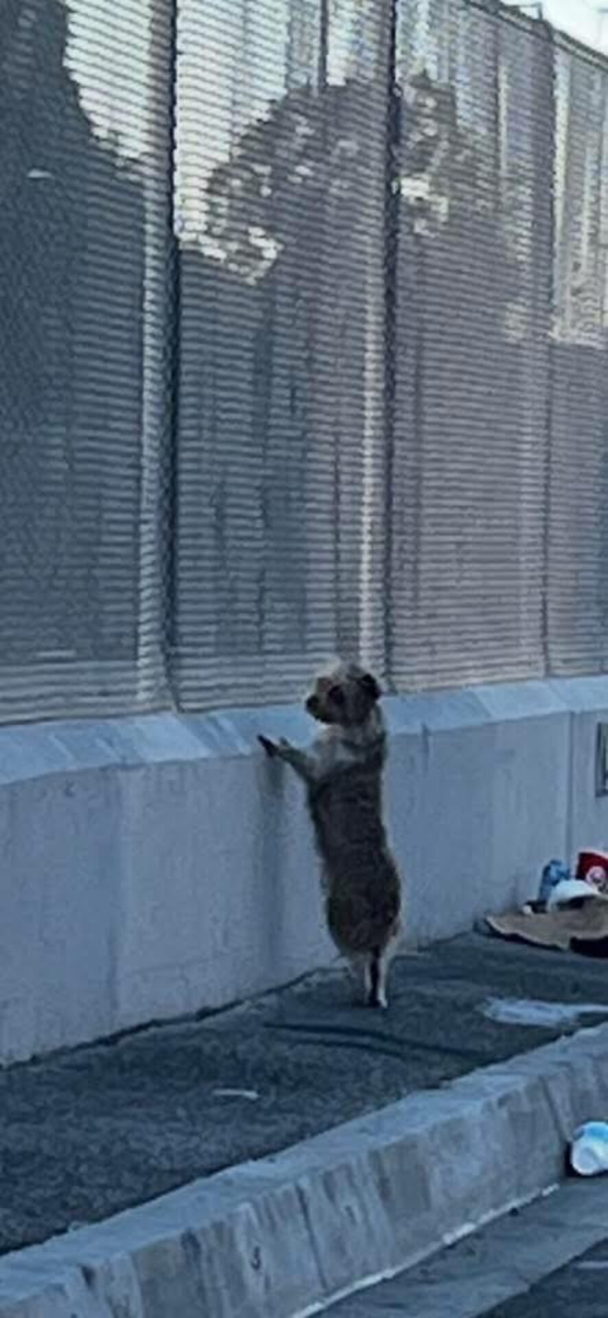 Stray Dog Spends A Month Searching For Her Family — And Finds The Life ...