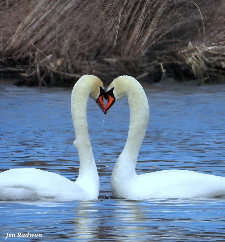 Woman On A Walk Receives An Unexpected And Beautiful Gift From Two ...