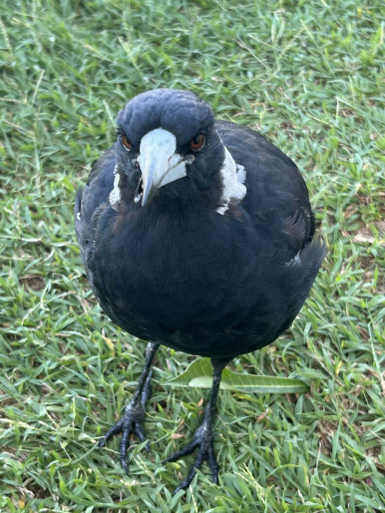 Every Day She Leaves Home, This Crooked-Beaked Magpie Runs To Sing Her ...