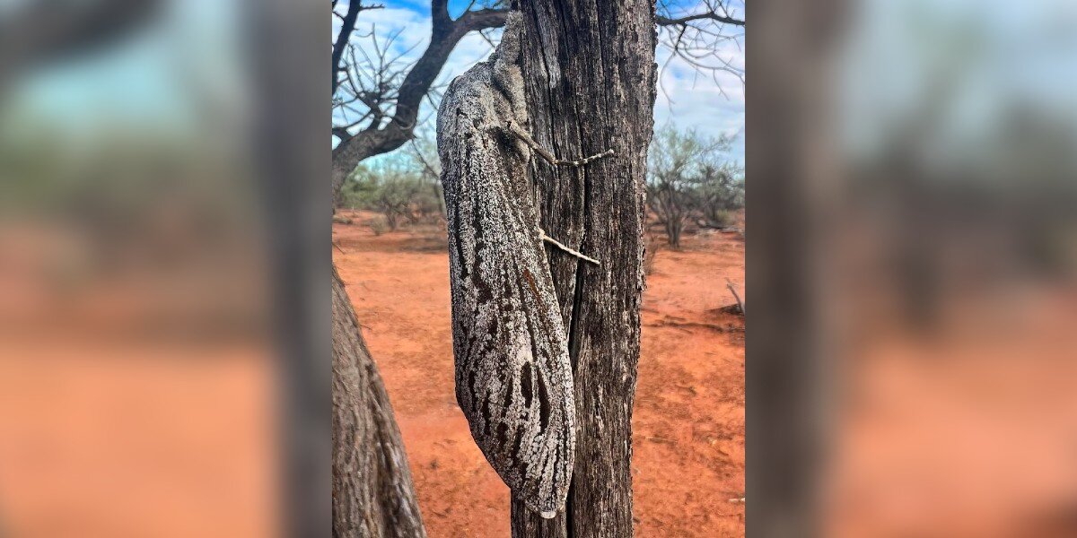 Scientist In The Australian Bush Stumbles Upon Biggest Moth He's Ever ...