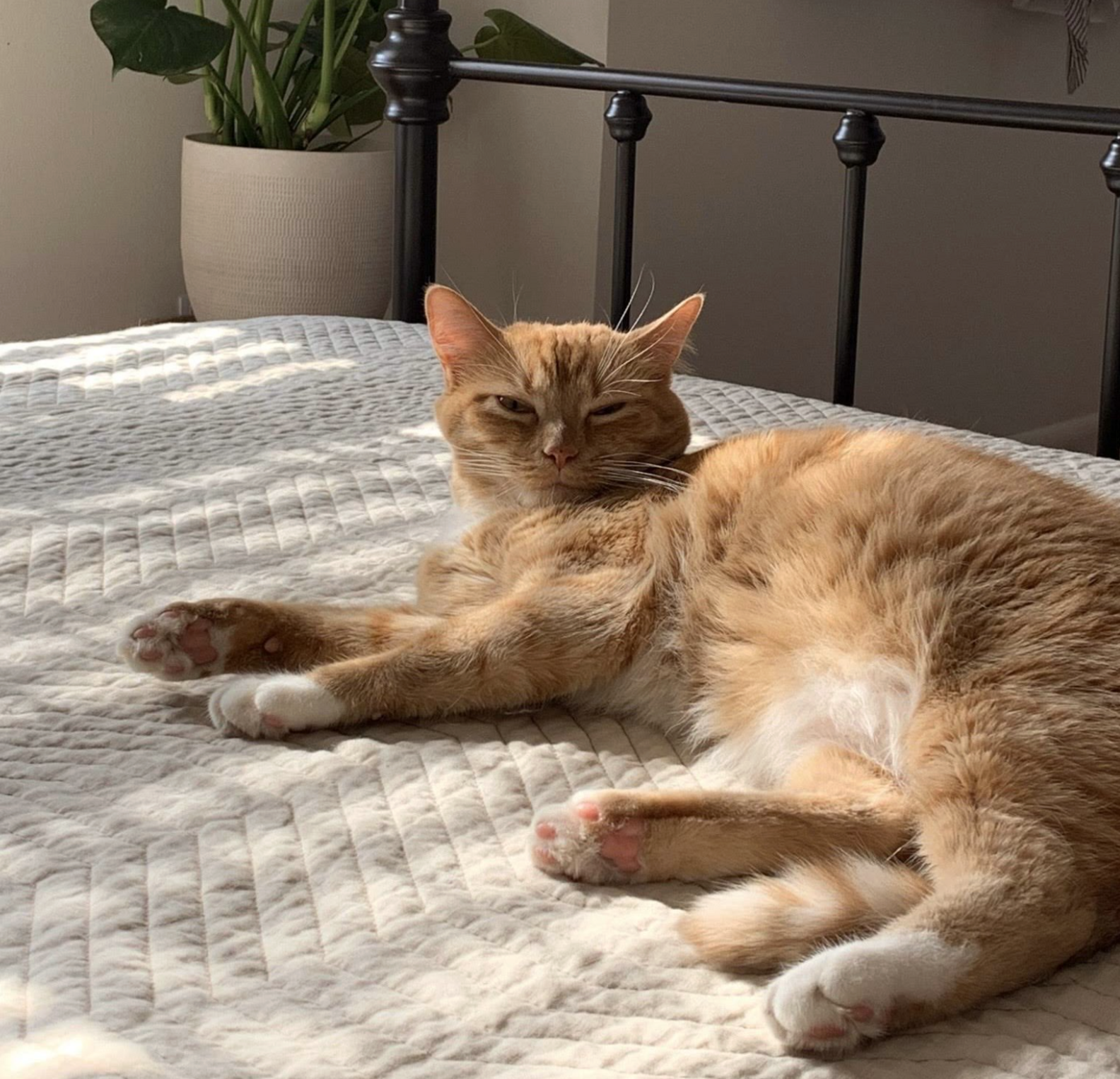 Cat Watching Artemis II Moon Mission Gets A Surprise Message From ...