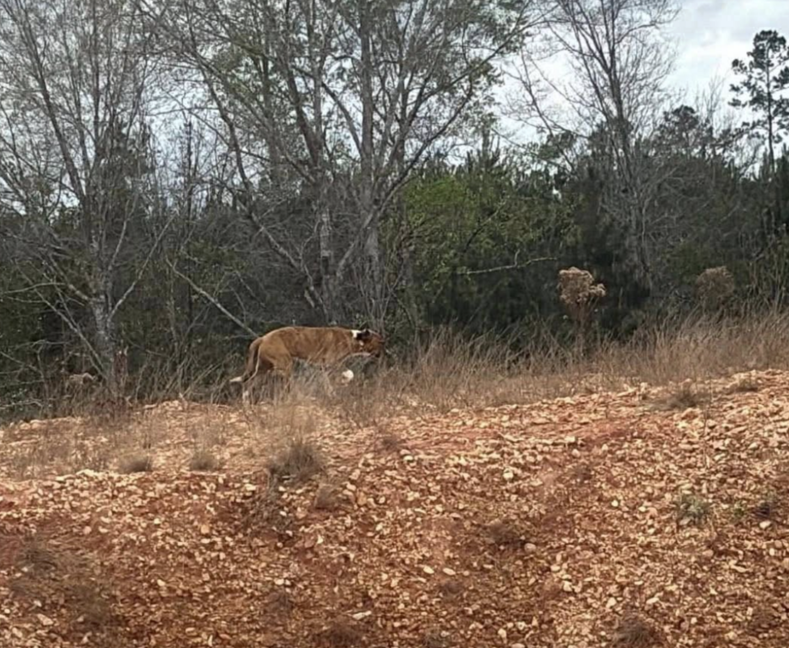 Woman Turns Car Around When She Realizes 'Wildlife' In Woods Isn't What ...