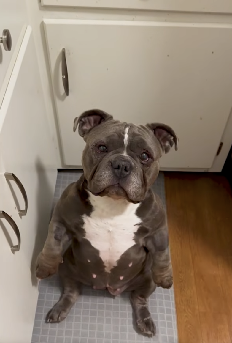 Woman Adopts A 'Senior' Bulldog From Shelter — Then Realizes She Got ...