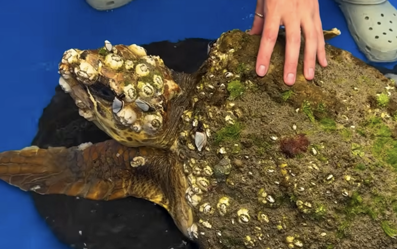 Rescuers Scrape Heavy Barnacles From Sick Sea Turtle — Then Watch Her ...