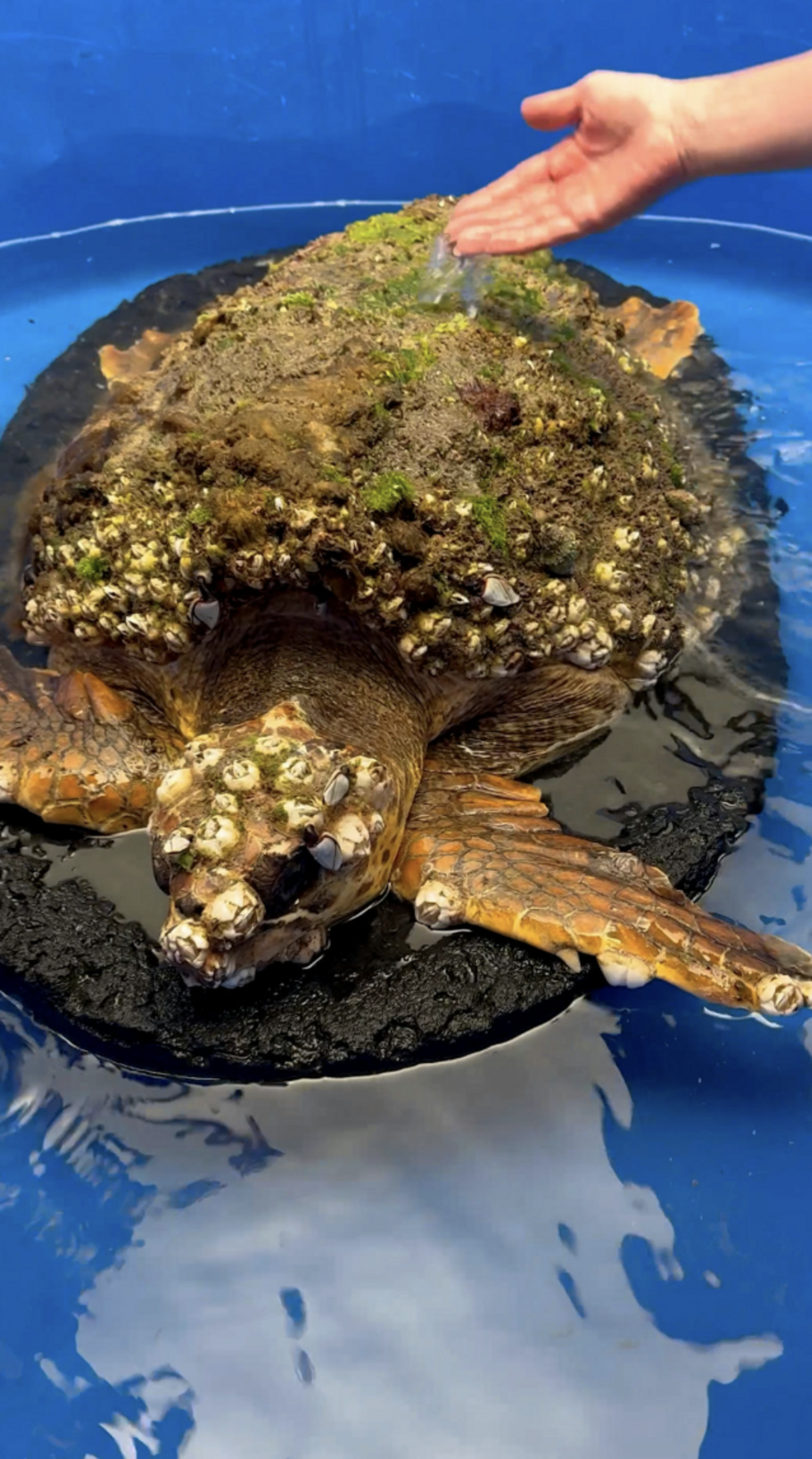 Rescuers Scrape Heavy Barnacles From Sick Sea Turtle — Then Watch Her ...