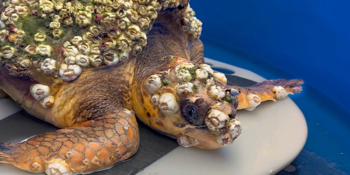 Rescuers Scrape Heavy Barnacles From Sick Sea Turtle — Then Watch Her ...