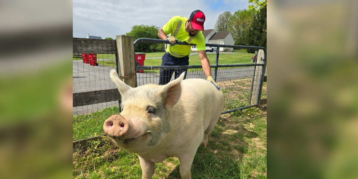 850-Pound Pig Sprints Across Yard To Greet His Favorite Recycling Crew ...