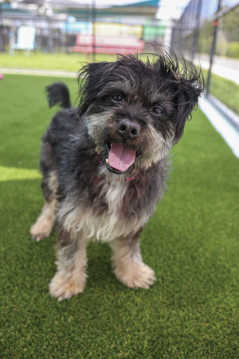 'Imperfect' Shelter Dog Who Wobbles When He Walks Keeps Getting ...