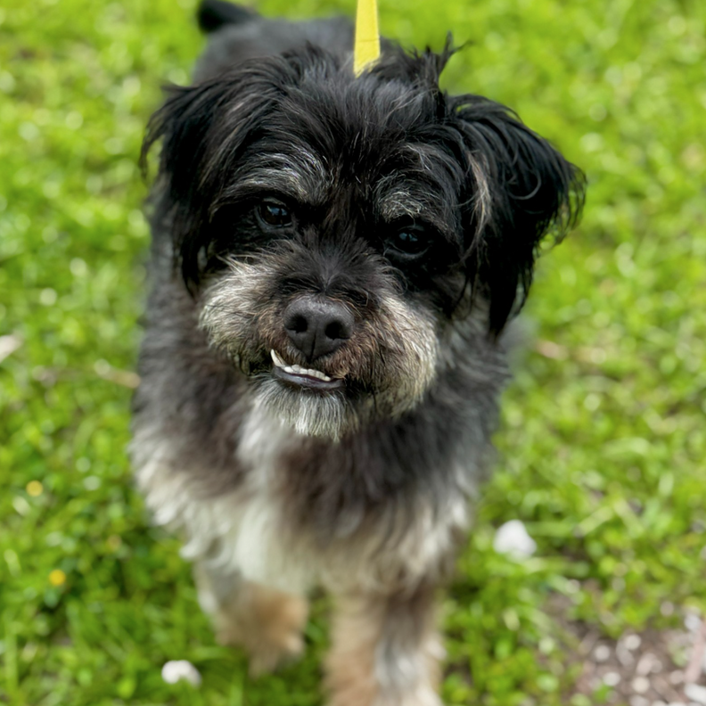 'Imperfect' Shelter Dog Who Wobbles When He Walks Keeps Getting ...