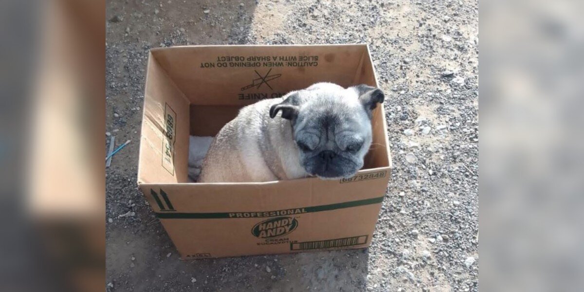 Woman Passes A Wet Cardboard Box On Her Way Home — Then A Small Head ...