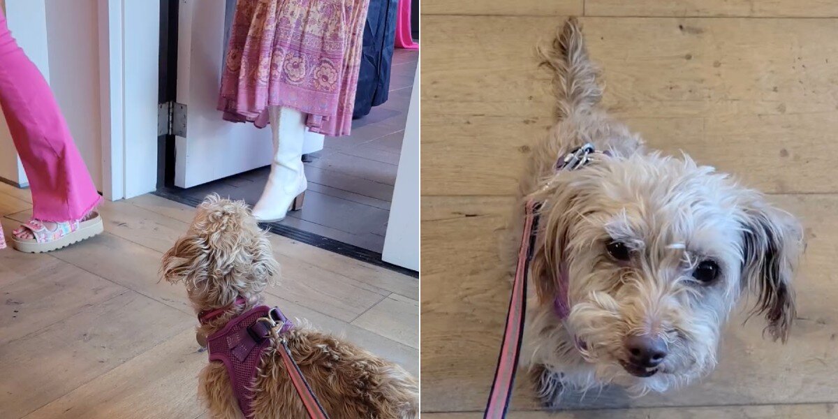 Senior Dog Watches Everyone Pass Her By At Adoption Event To Look At ...