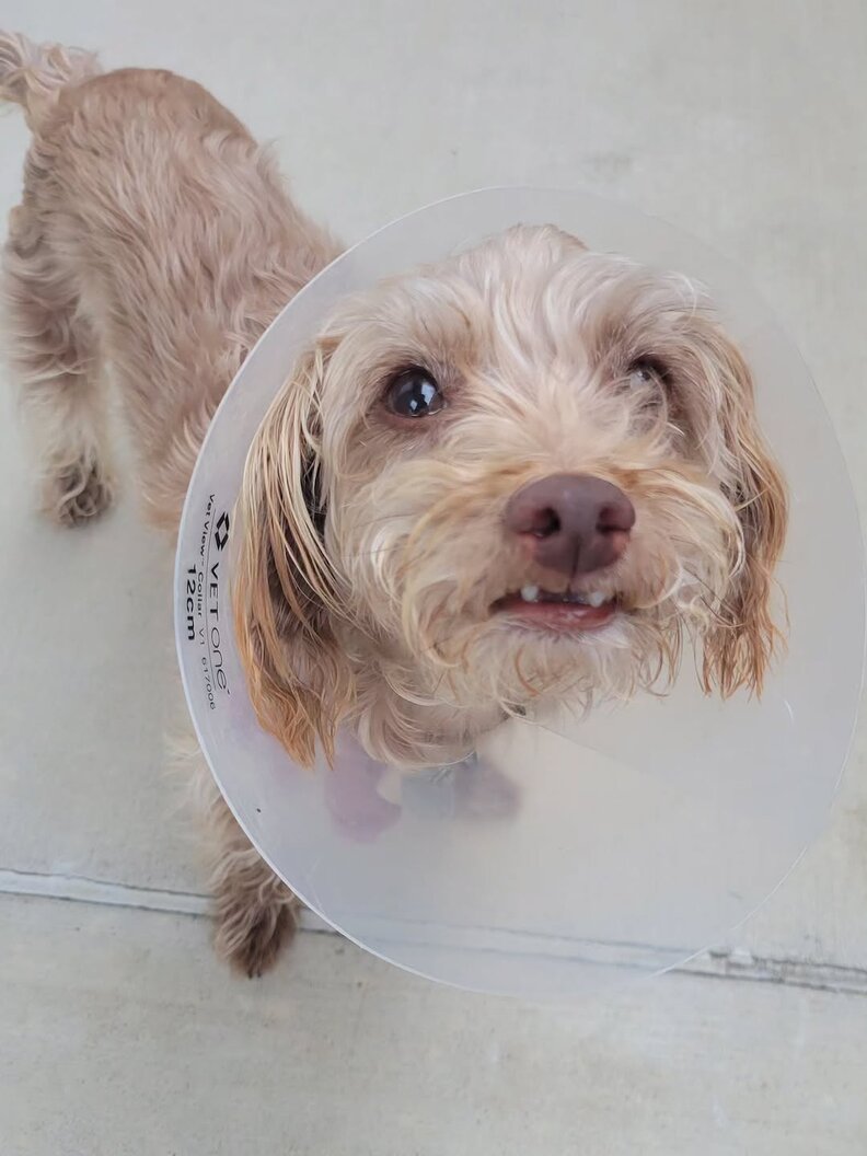 Senior Dog Watches Everyone Pass Her By At Adoption Event To Look At ...