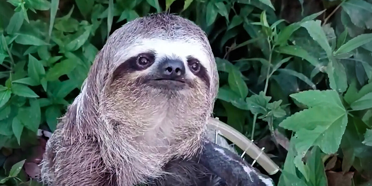 Sloth Rescued With Broken Arm Defies Odds And Heals - Videos - The Dodo