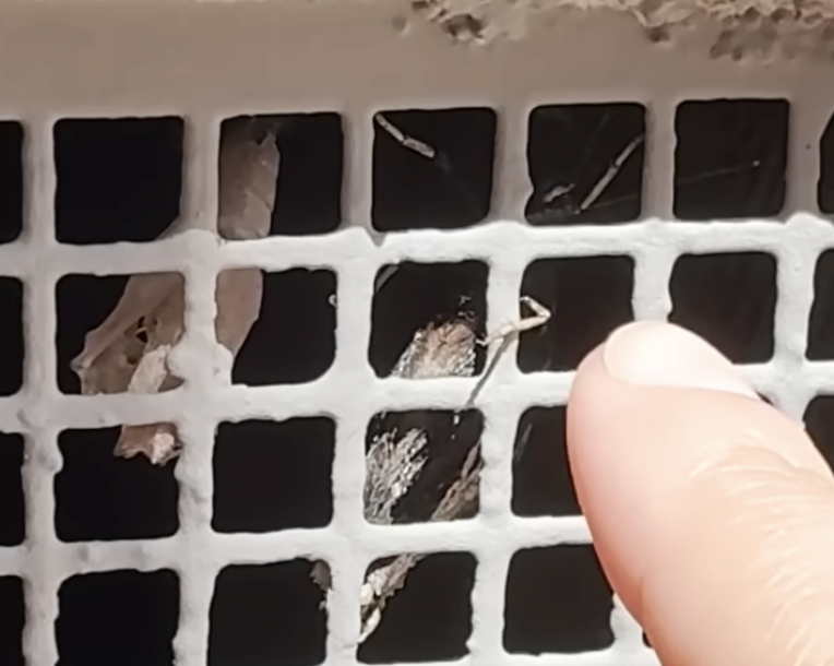 Woman Follows Fluttering Sound To Butterfly Who's Been Trapped His ...