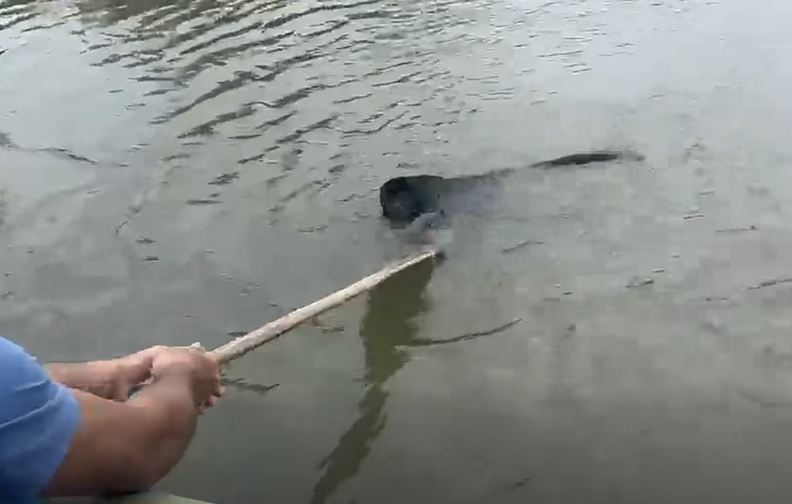 Fisherman Spots Movement In The Water — Then Little Hands Reach Out For ...