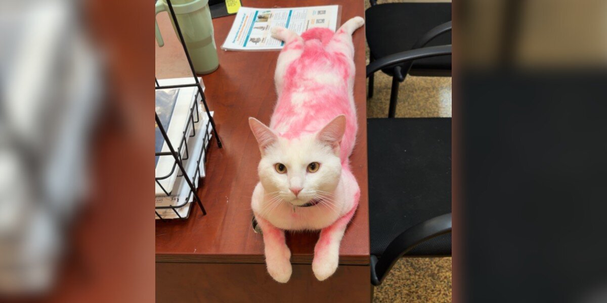 Shelter Staff Scratch Their Heads When A Pink Cat Shows Up At Their ...