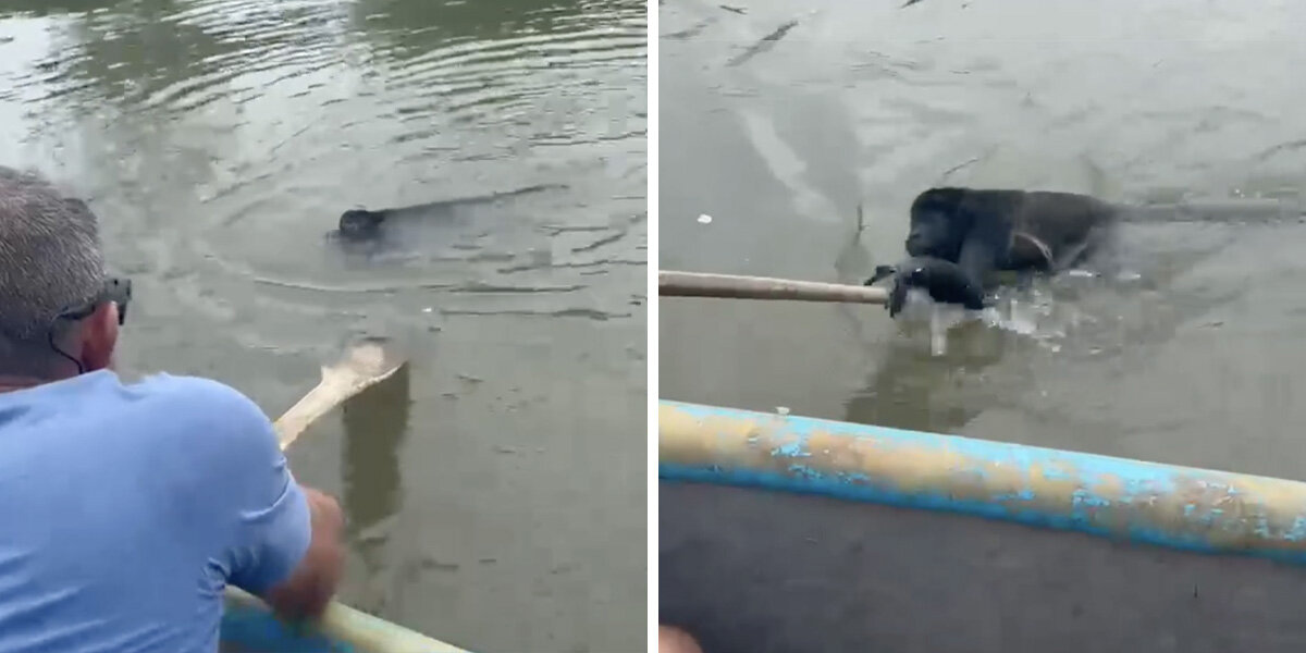 Kayaker Sees Stunning Animal Clinging To Life In Water And Rushes To ...
