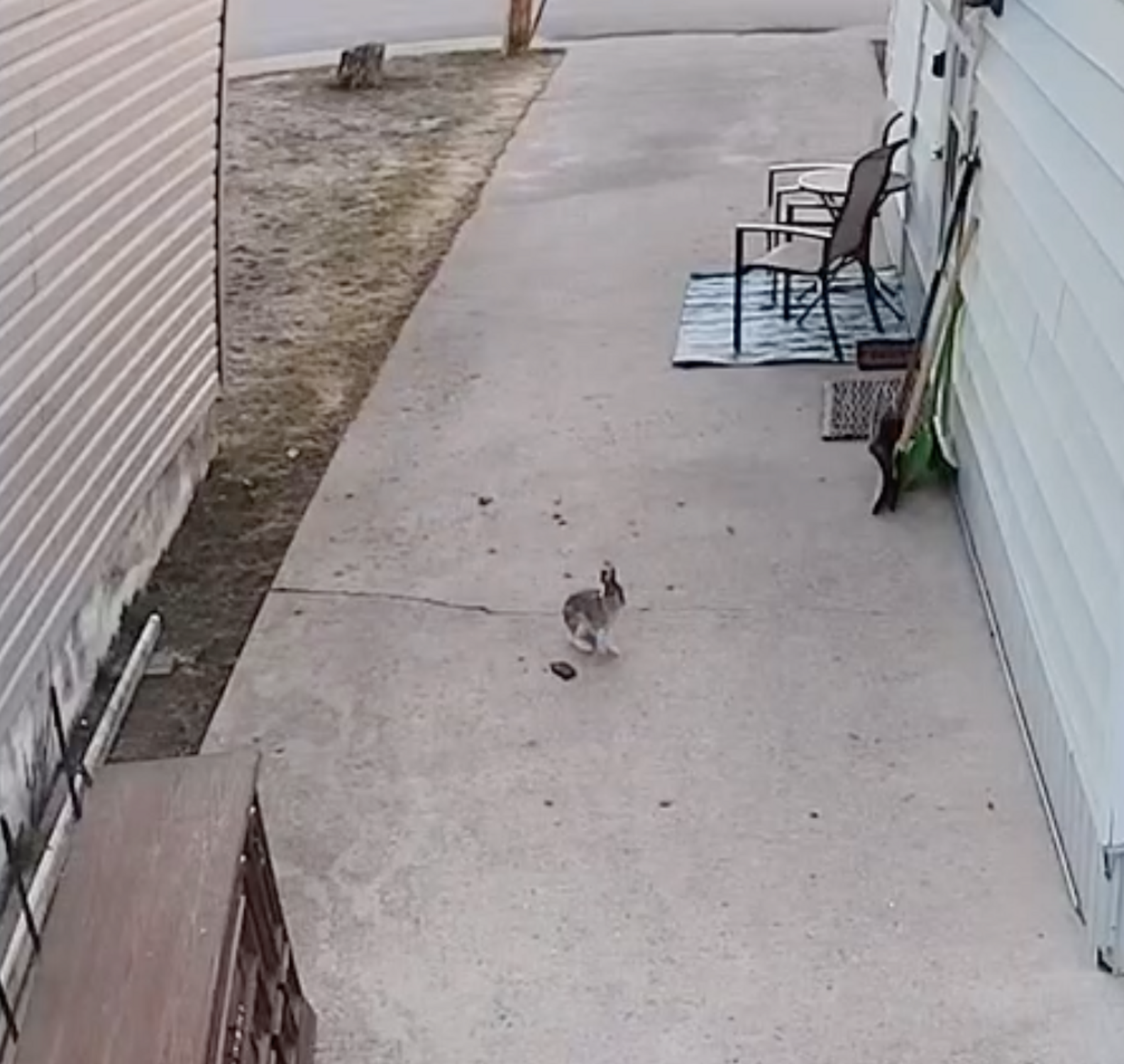 Man Walking His Dogs Sees A Rabbit Run By — Then Realizes Why He's In A ...