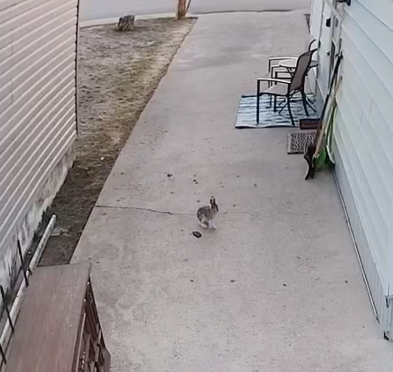 Man Walking His Dogs Sees A Rabbit Run By — Then Realizes Why He's In A ...