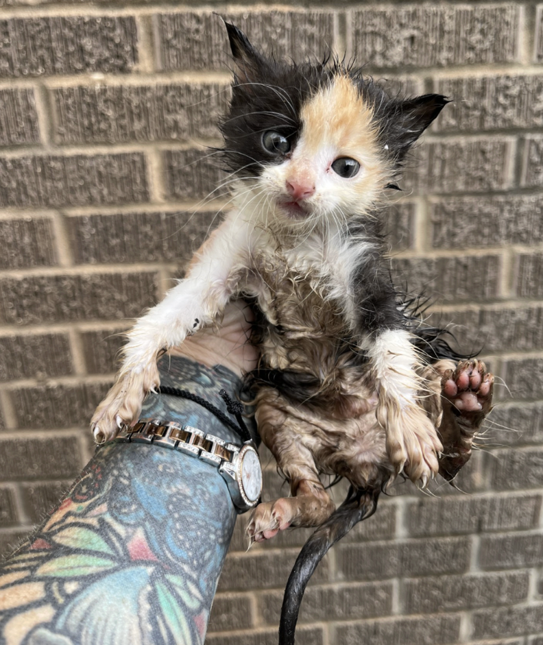 Security Guard Hears ‘Faint Meow’ Near Macy’s And Finds Tiny Baby ...
