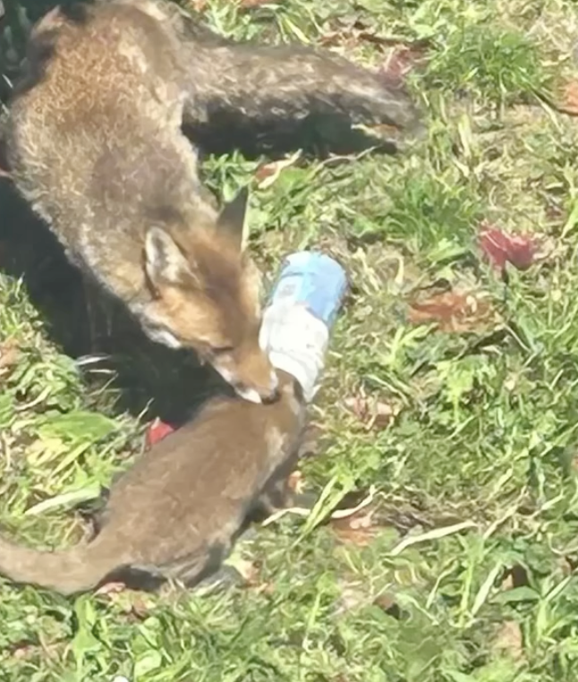 Mama Fox Tries Desperately To Free Her Baby From A Jar — Then Rescuers ...